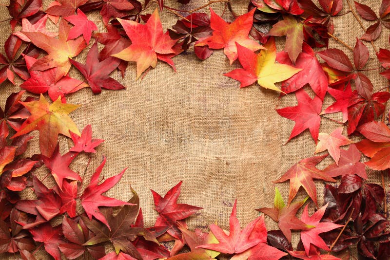 Border Frame of Colorful Maple Leaves Stock Photo - Image of decoration ...