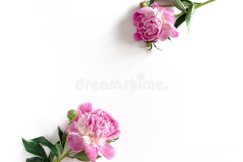 Border Frame Made of Pink Peonies Stock Image - Image of design, branch ...