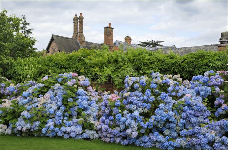 Border of a Garden with a Hydrangea Hedge Stock Photo - Image of ...