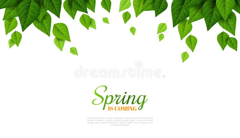 95+ Fresh spring green leaves border Free Stock Photos - StockFreeImages