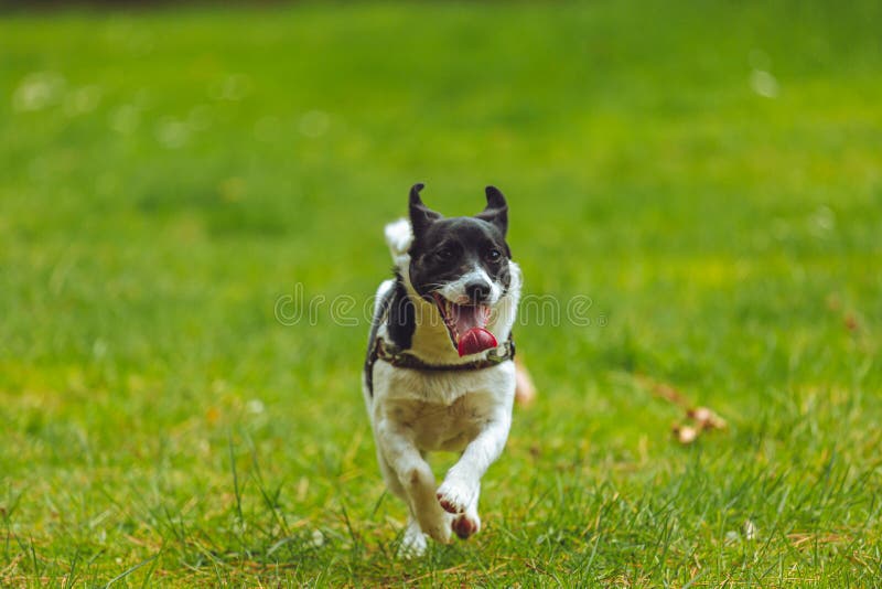 Border Jack puppy playing stock photo. Image of jack - 157248240