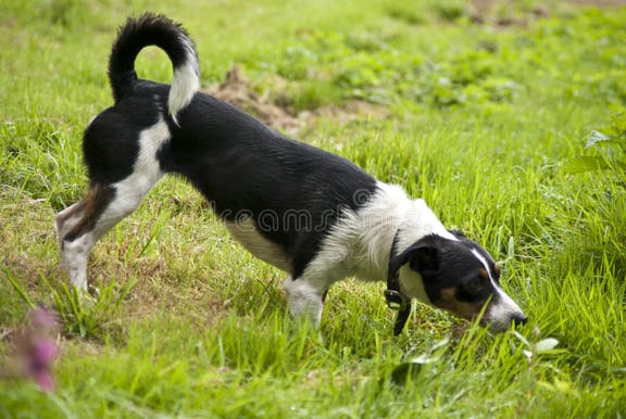 Border Jack at Work stock photo. Image of hunting, collie - 17986848