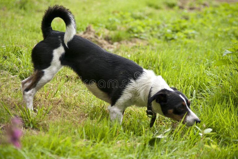 Border Jack at Work stock photo. Image of hunting, collie - 17986848