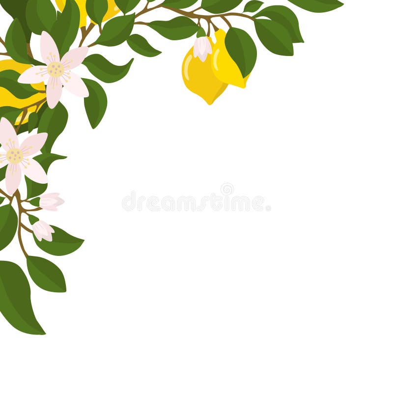 Border of Lemon Slices. Composition of Citrus Fruits. Vector ...