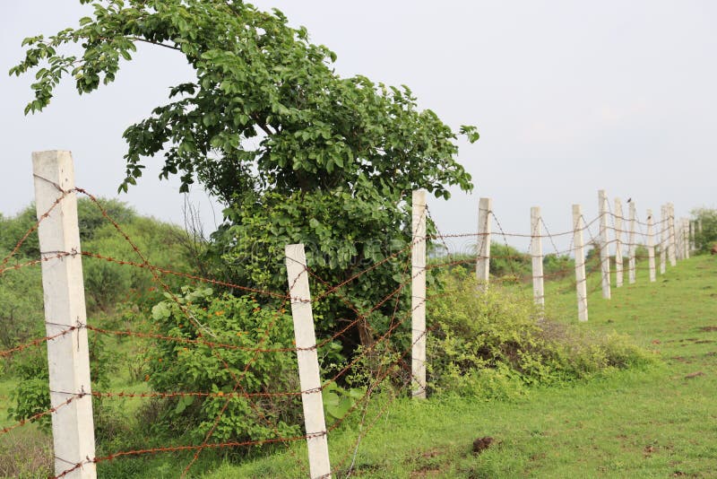 Border Line between Forest and Farm. Stock Image - Image of flower ...
