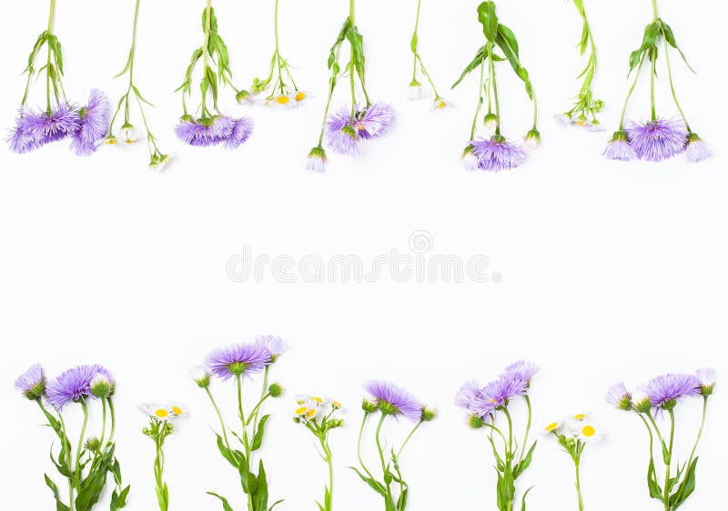 Border Made Of Violet Flowers And Chamomile On White Background. Top ...