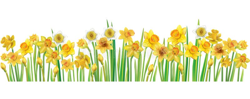 Daffodils Border Stock Illustrations – 399 Daffodils Border Stock ...