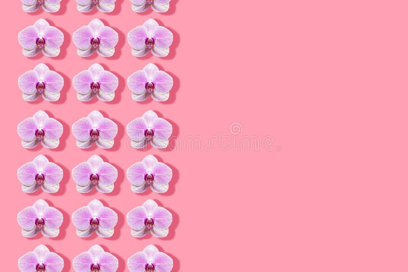 Border of Orchids on Pink Background Stock Photo - Image of repeating ...