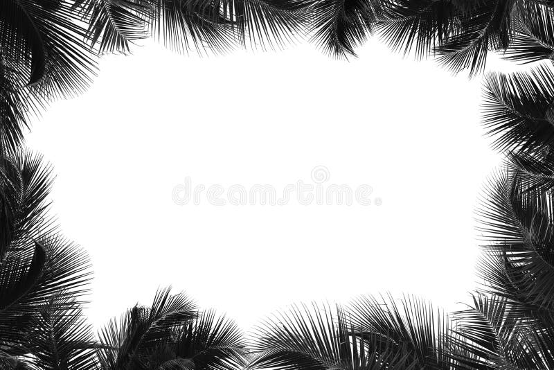 Border of palm tree stock photo. Image of summer, decorative - 10828488