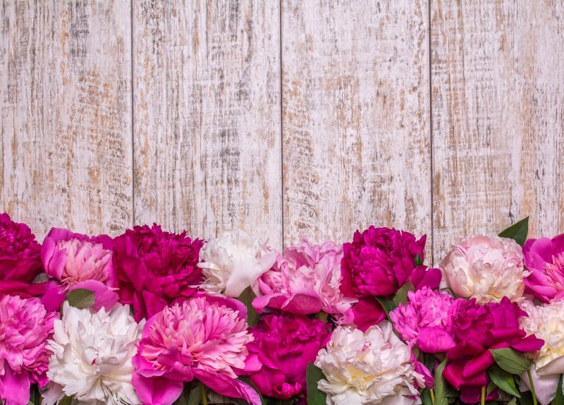 Border of Peonies on a Wooden Background with Empty Space for Text ...