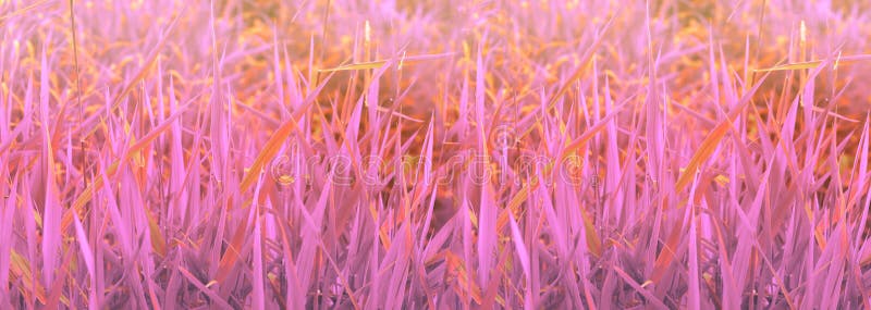 Border Pink Grass at Dawn or Sunset Texture Background Stock Image ...