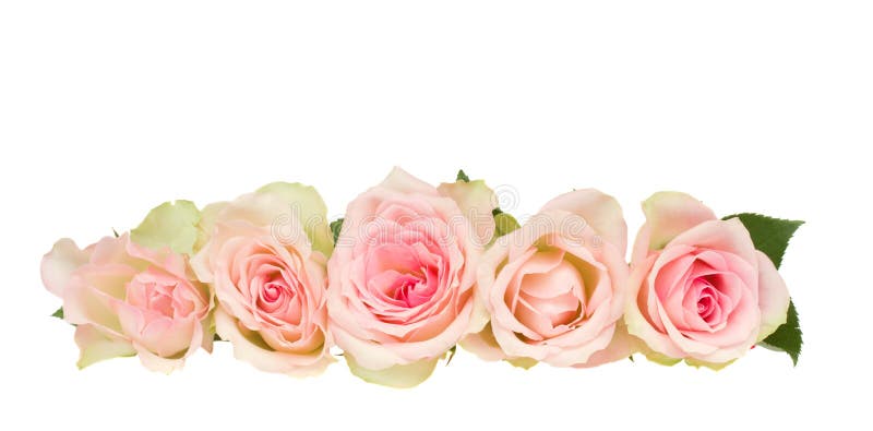 Border of pink roses stock photo. Image of beautiful - 26377716