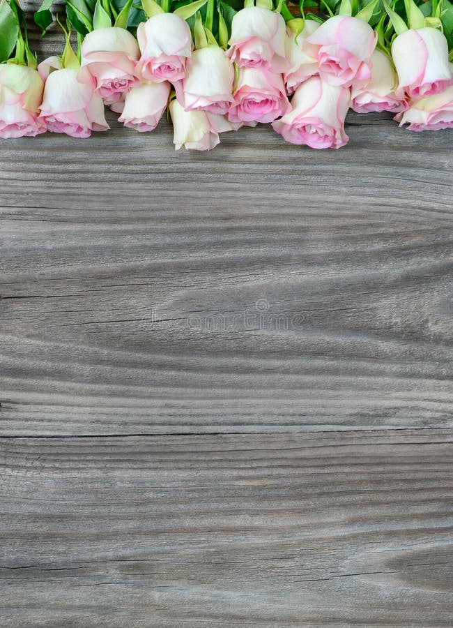 785 Horizontal Roses Border Stock Photos - Free & Royalty-Free Stock ...