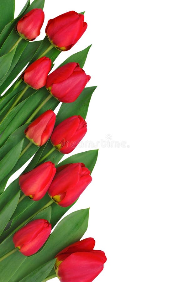 Spring gerber flower stock image. Image of pink, plant - 17838631