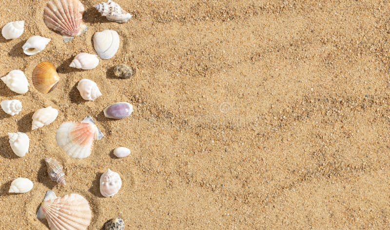 Border with Shells on the Sand. Seashells on a Sandy Beach Background ...