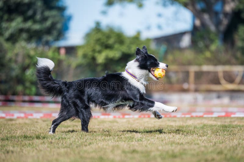 Border Shepherd Runs in the Grass Stock Image - Image of shooting ...