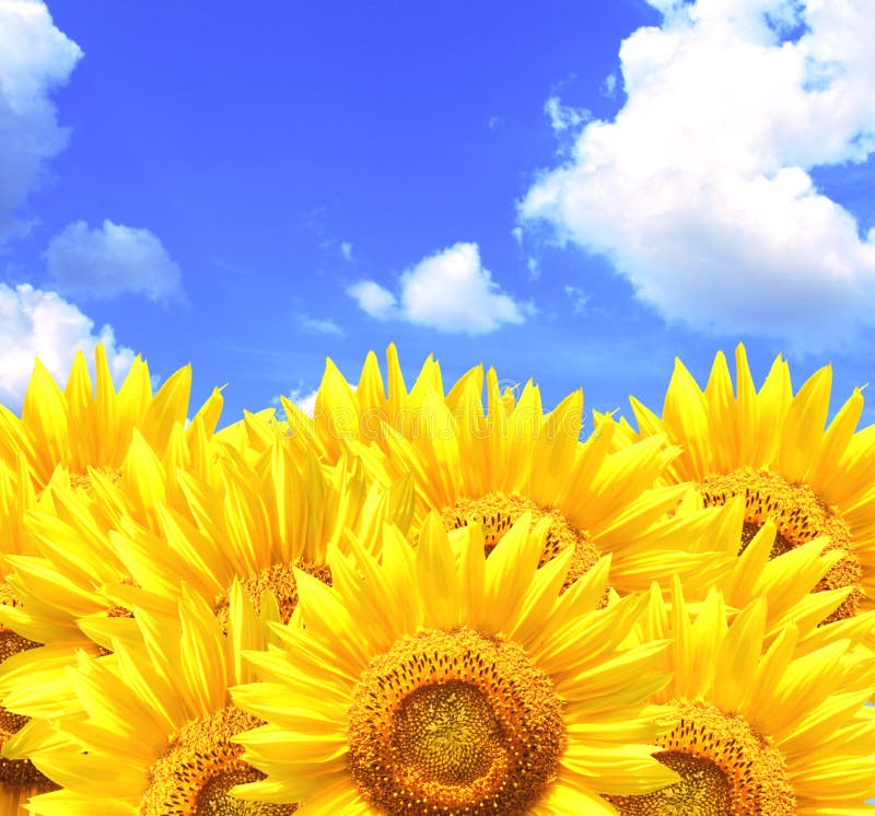 Sunflowers Border Stock Photos - Download 1,164 Royalty Free Photos