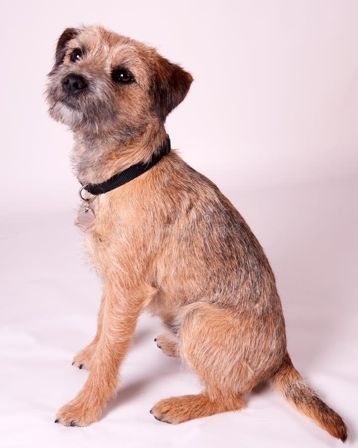 Chihuahua Border Terrier Mix