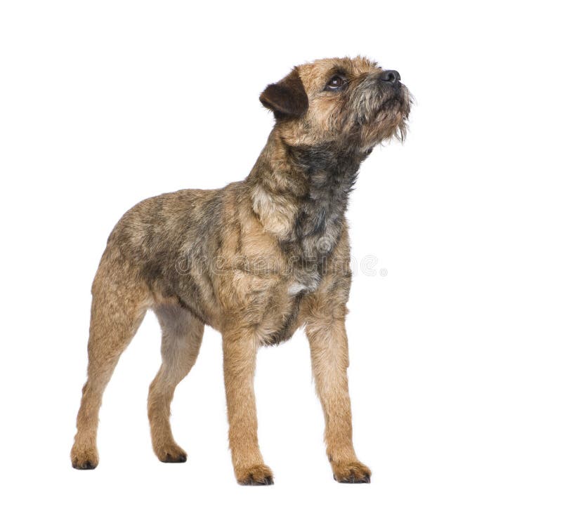 Jagdterrier (German Hunt Terrier) Stock Image - Image of german ...