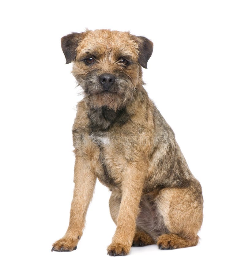 Border terrier stock photo. Image of terrier, breed, portrait - 7273554