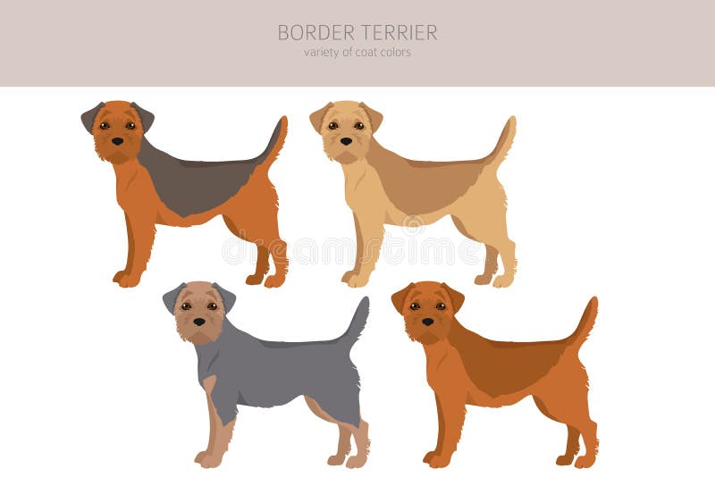 Border Terrier Puppies Clipart. Different Coat Colors and Poses Set ...