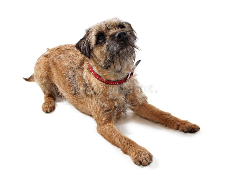 Mixed Breed Large Scruffy Dog Laying Down Stock Image - Image of copy ...