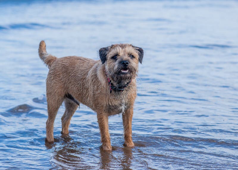 Border Terrier Dog stock photo. Image of scotland, heather - 54258604