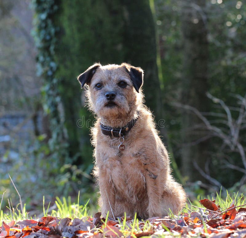 Border terrier dog stock image. Image of small, loyal - 65441209