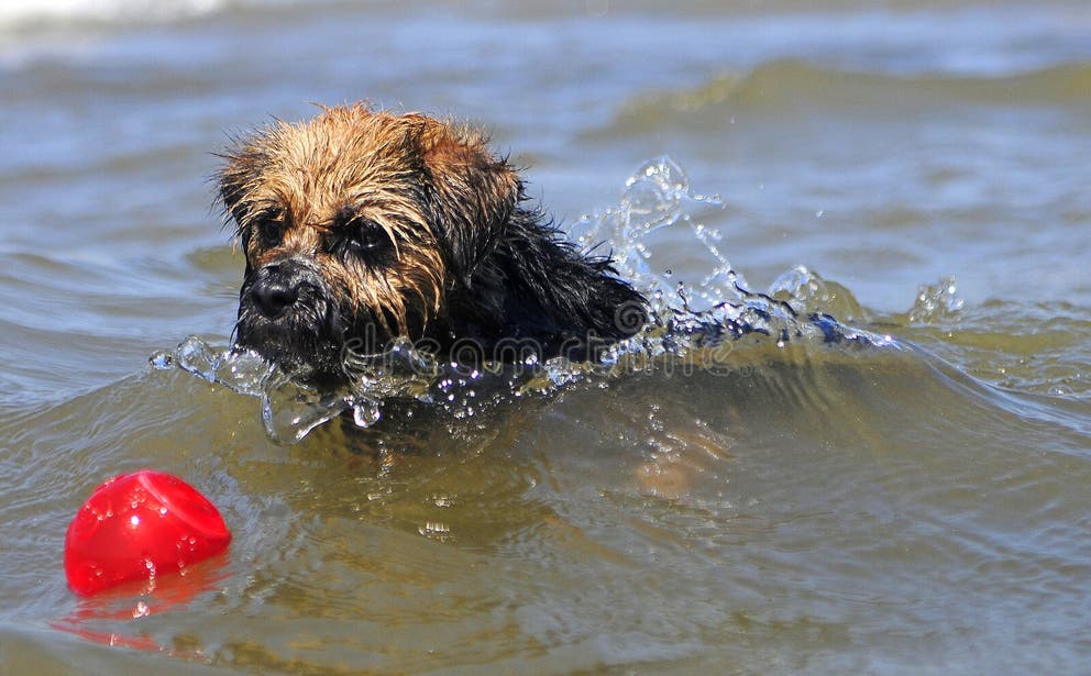 Border Terrier stock image. Image of action, ocean, movement - 34784855