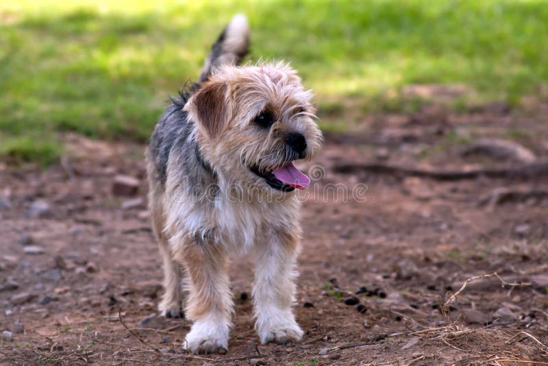 Border Terrier stock photo. Image of pedigree, canine - 56581924