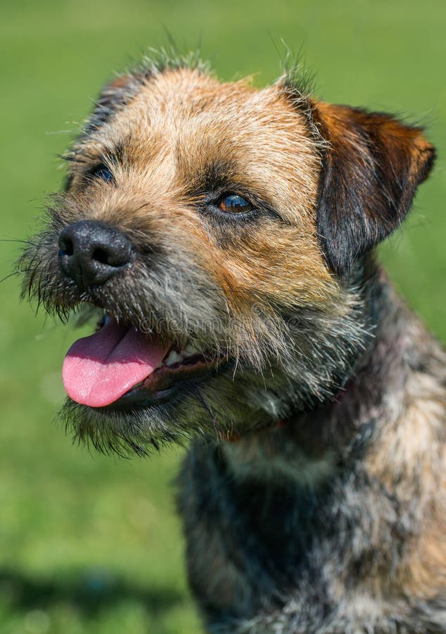 Border Terrier stock photo. Image of puppy, purebred - 92873538