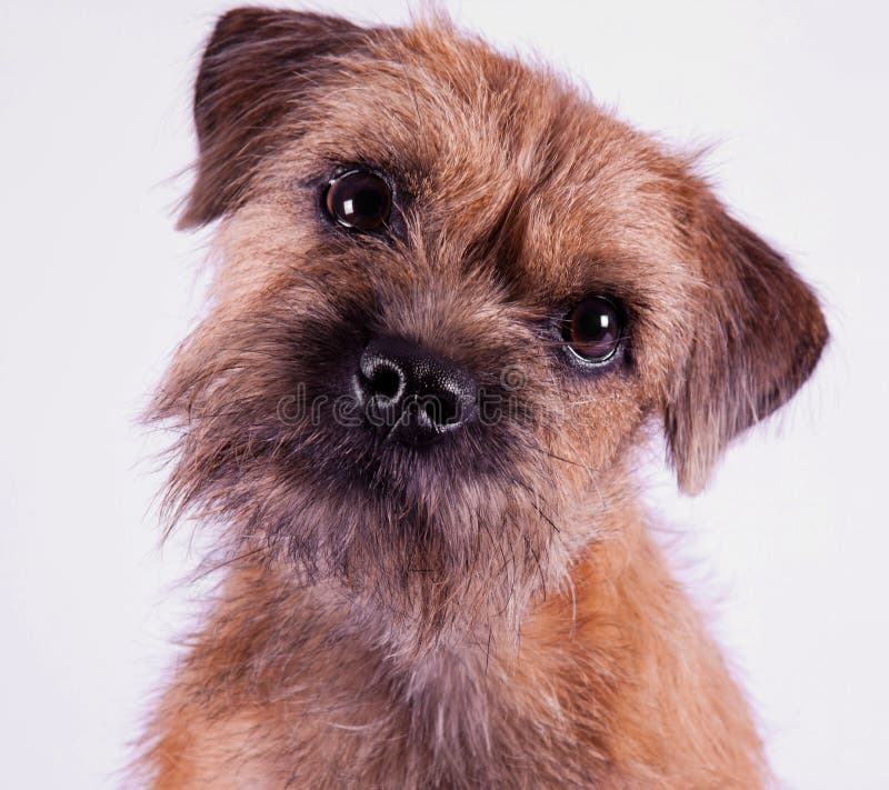Close-up of a Border Terrier Puppy, Looking at the Camera Stock Image ...