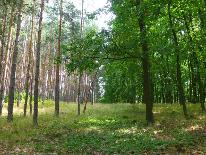 Border of Two Different Forests Stock Photo - Image of peaceful, dark ...