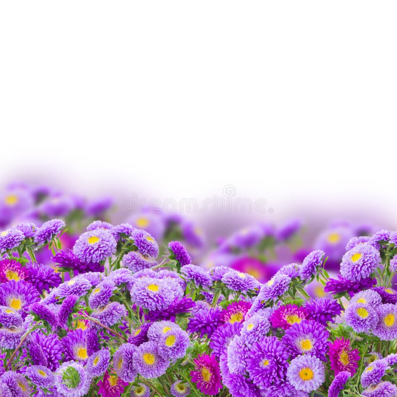 7+ Aster border Free Stock Photos - StockFreeImages