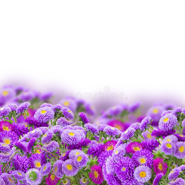 1,566 Aster Flower Border Stock Photos - Free & Royalty-Free Stock ...