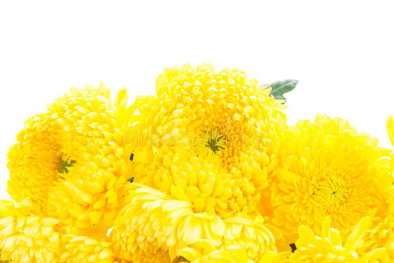Border of Yellow Mum Flowers Stock Image - Image of season, spider ...