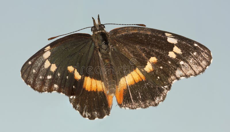 A Bordered Patch Butterfly, or Chlosyne Lacinia Stock Photo - Image of ...