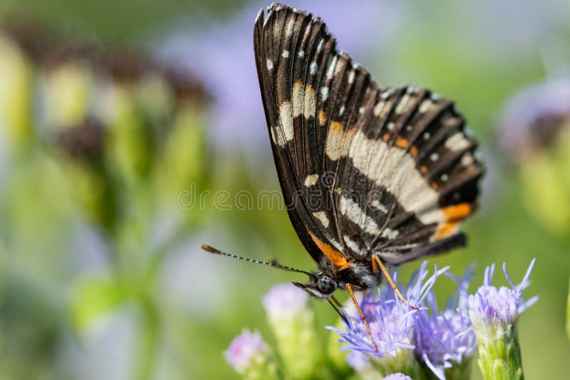 Bordered Patch stock image. Image of patch, color, environment - 209240155