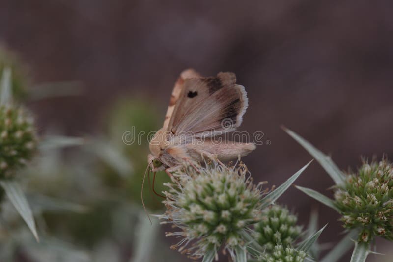 Bordered Straw Moth Pollinating a Flower Stock Photo - Image of ...