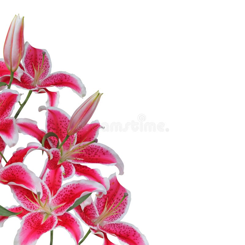 Bordo fiorito immagine stock. Immagine di lilly, fiore - 22240587