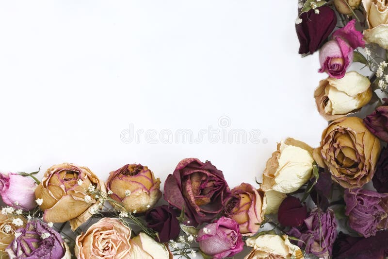 Bordo di rose fotografia stock. Immagine di arte, telaio - 399926