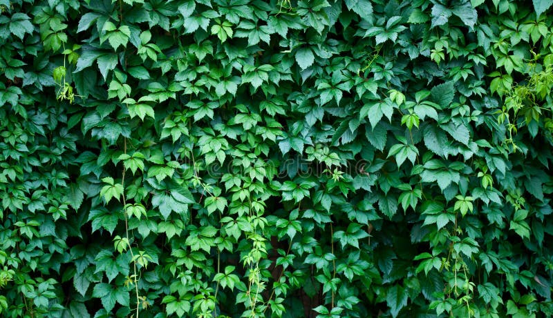 Texture De Fond D'une Haie Verte Image stock - Image du abondant ...