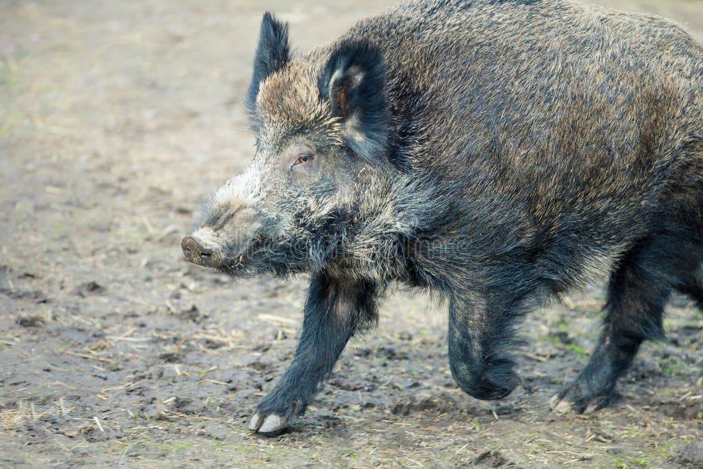 Bore stock photo. Image of boar, dangerous, sounder, mammalia - 70970094