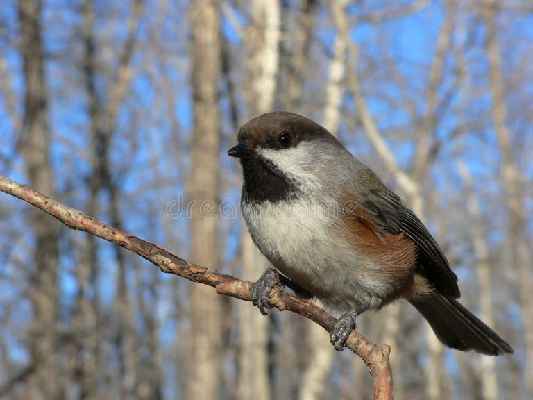 Boreal Chickadee stock photo. Image of brown, bird, cling - 359382