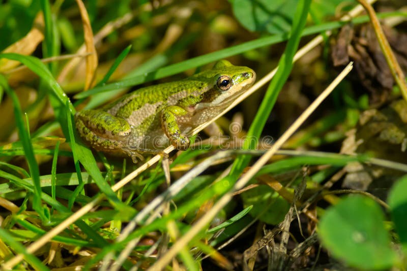 Boreal Chorus Frog - Pseudacris Maculata Stock Photo - Image of outside ...
