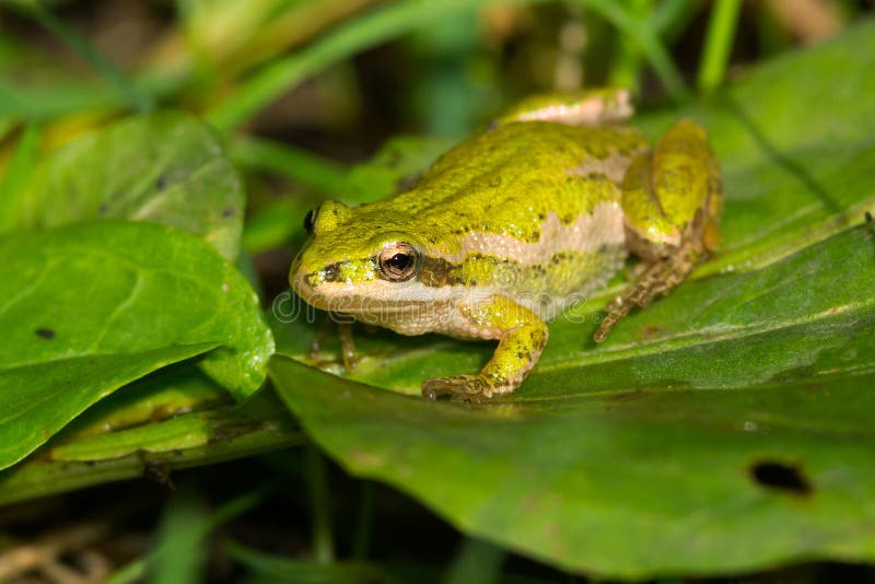 Boreal Chorus Frog - Pseudacris Maculata Stock Photo - Image of ...
