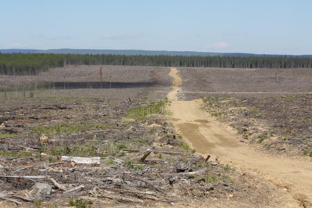 Boreal forest cut block stock photo. Image of road, skidder - 16626660