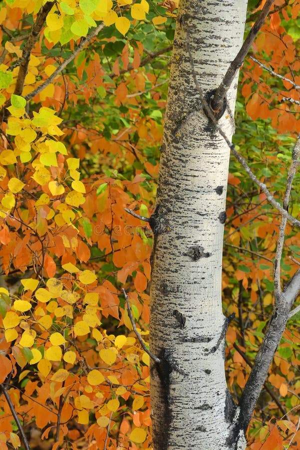 Boreal forest Fall colours stock image. Image of autumn - 301557993