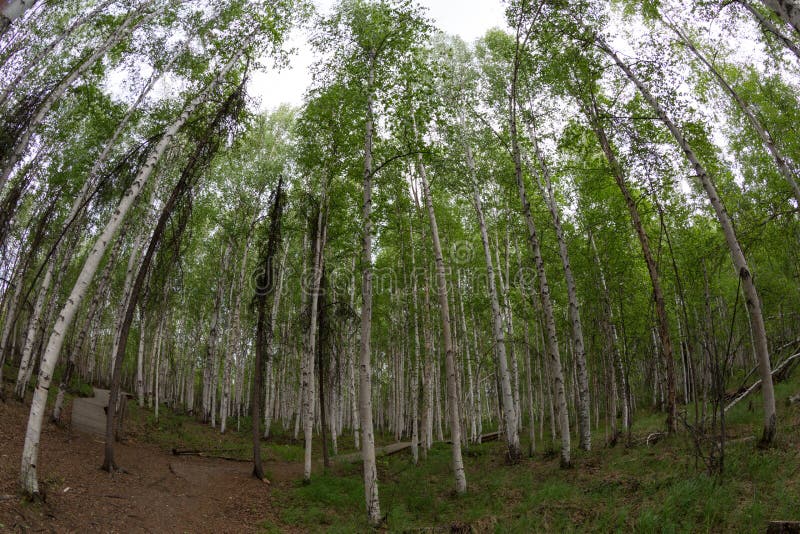 Boreal Forest stock photo. Image of boreal, tour, forest - 47921646