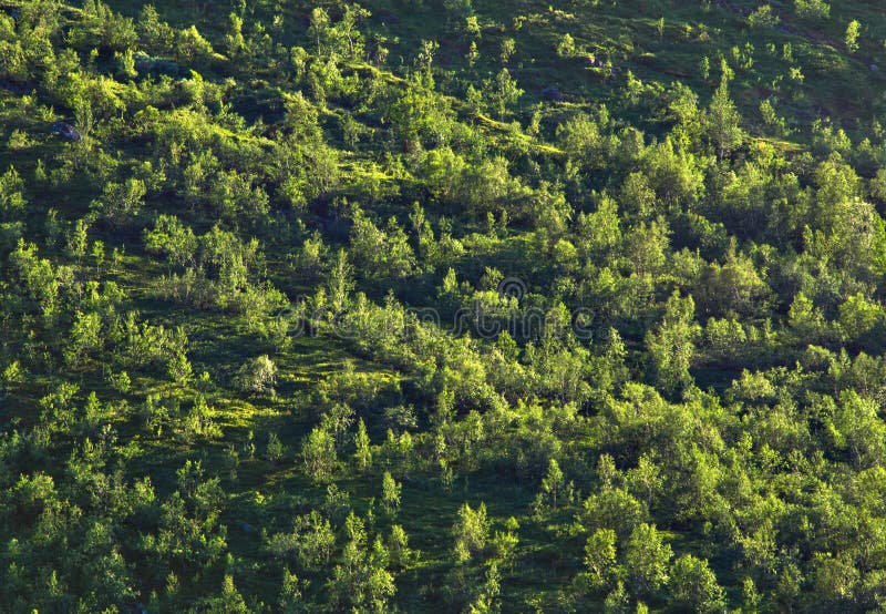 Boreal forest texture stock photo. Image of colors, green - 43114394